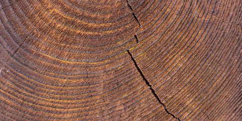 Heartwood vs. Sapwood: Understanding the Key Differences | Carolina ...